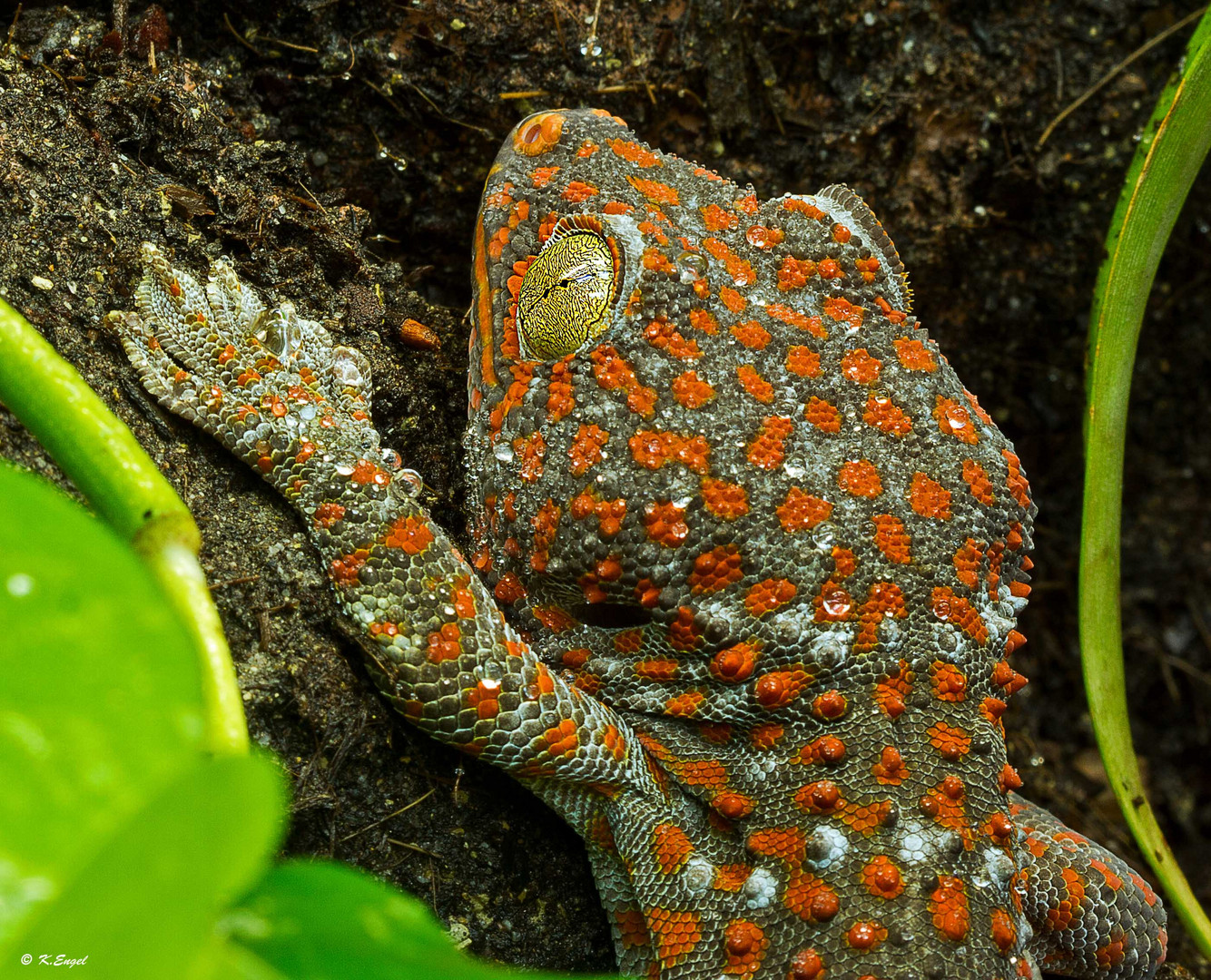 Tokeh Foto & Bild | tiere, zoo, wildpark & falknerei, amphibien ...