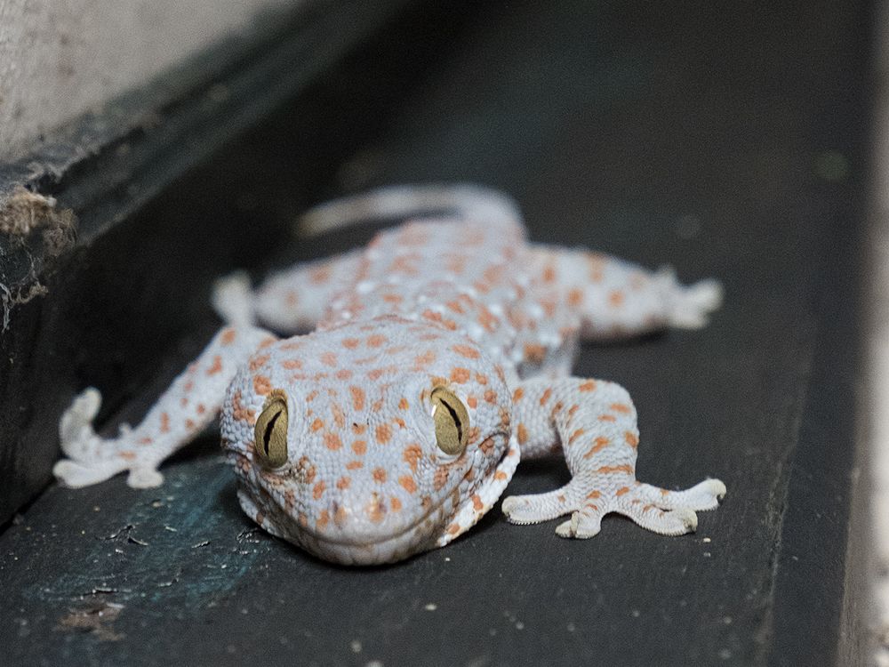 Tokeh Foto & Bild | natur, reportage, tiere Bilder auf fotocommunity