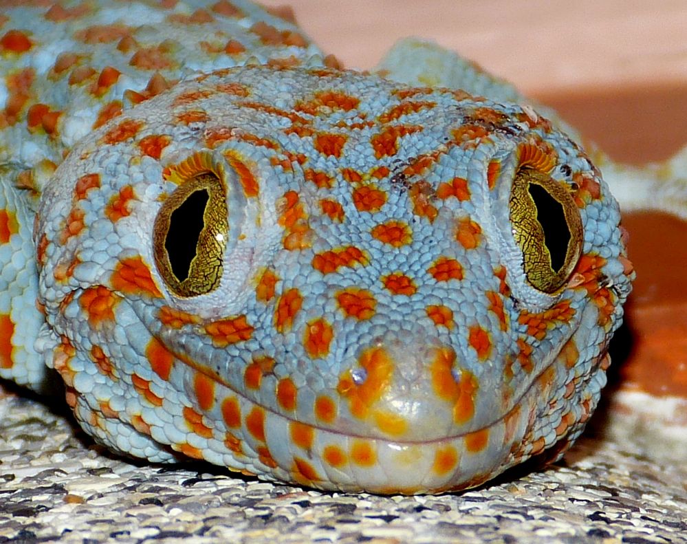 Tokeh ,Auge in Auge ! Foto & Bild | tiere, wildlife, amphibien ...