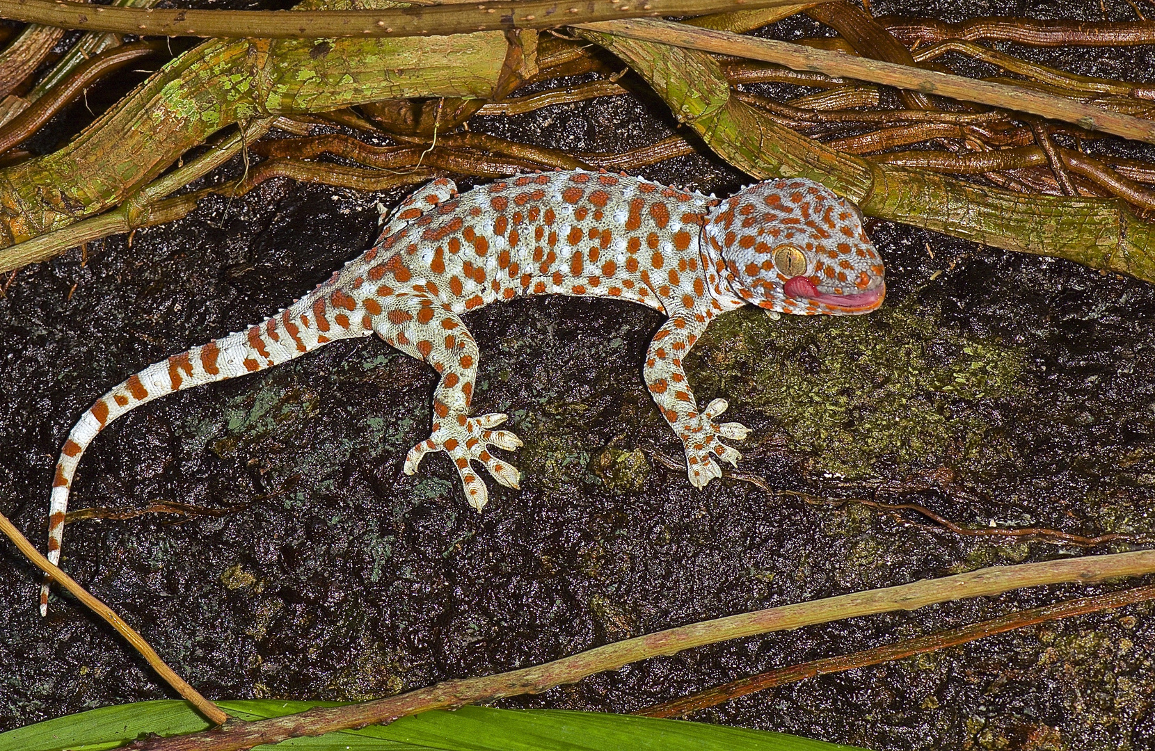Tokeh, eine große, farbenprächtige Geckoart Foto & Bild | tiere ...