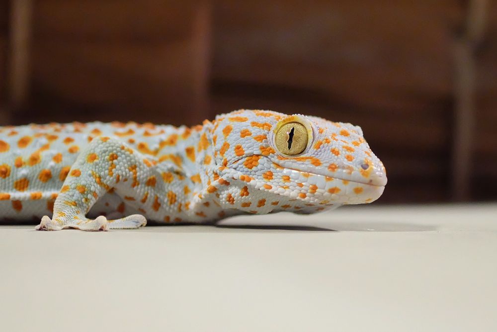 Tokeh Gecko in Thailand Foto & Bild | tiere, wildlife, amphibien & reptilien Bilder auf ...