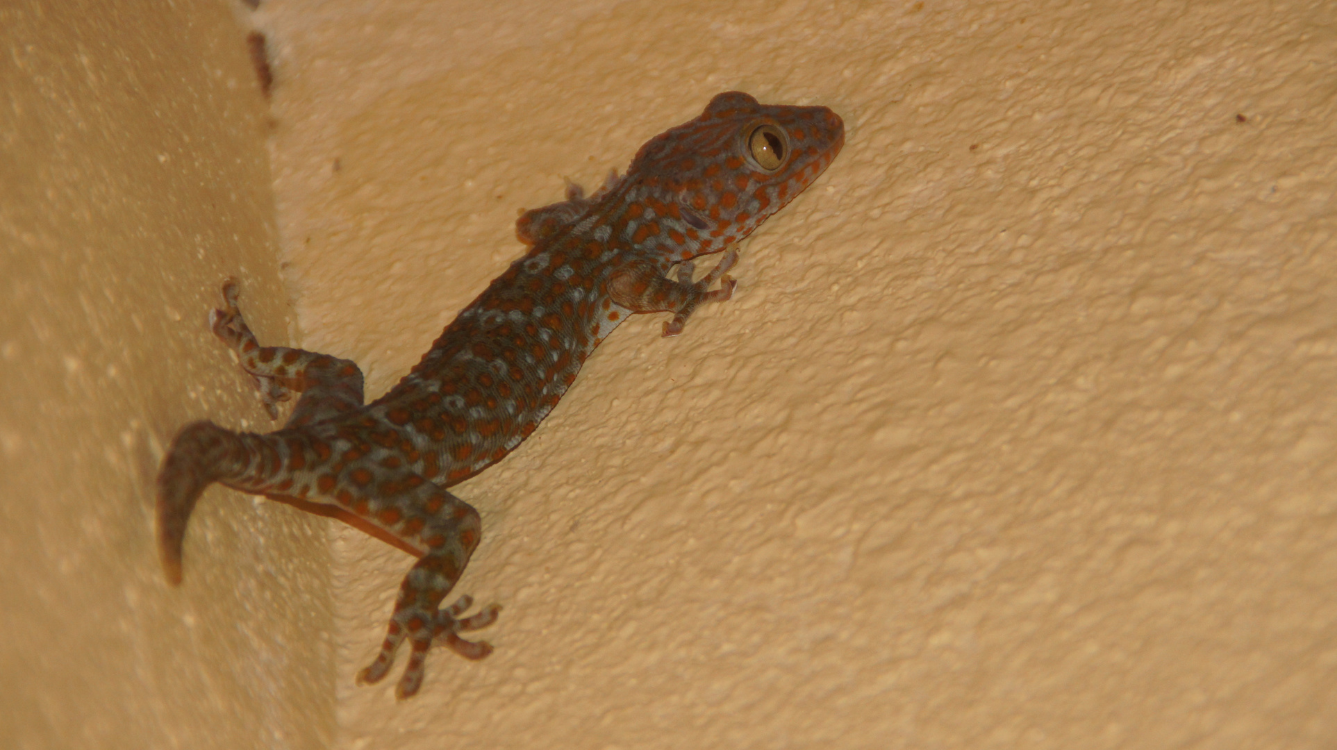 Tokeh (Gekko gecko) Foto & Bild | tiere, wildlife, wildlife: sonstige ...