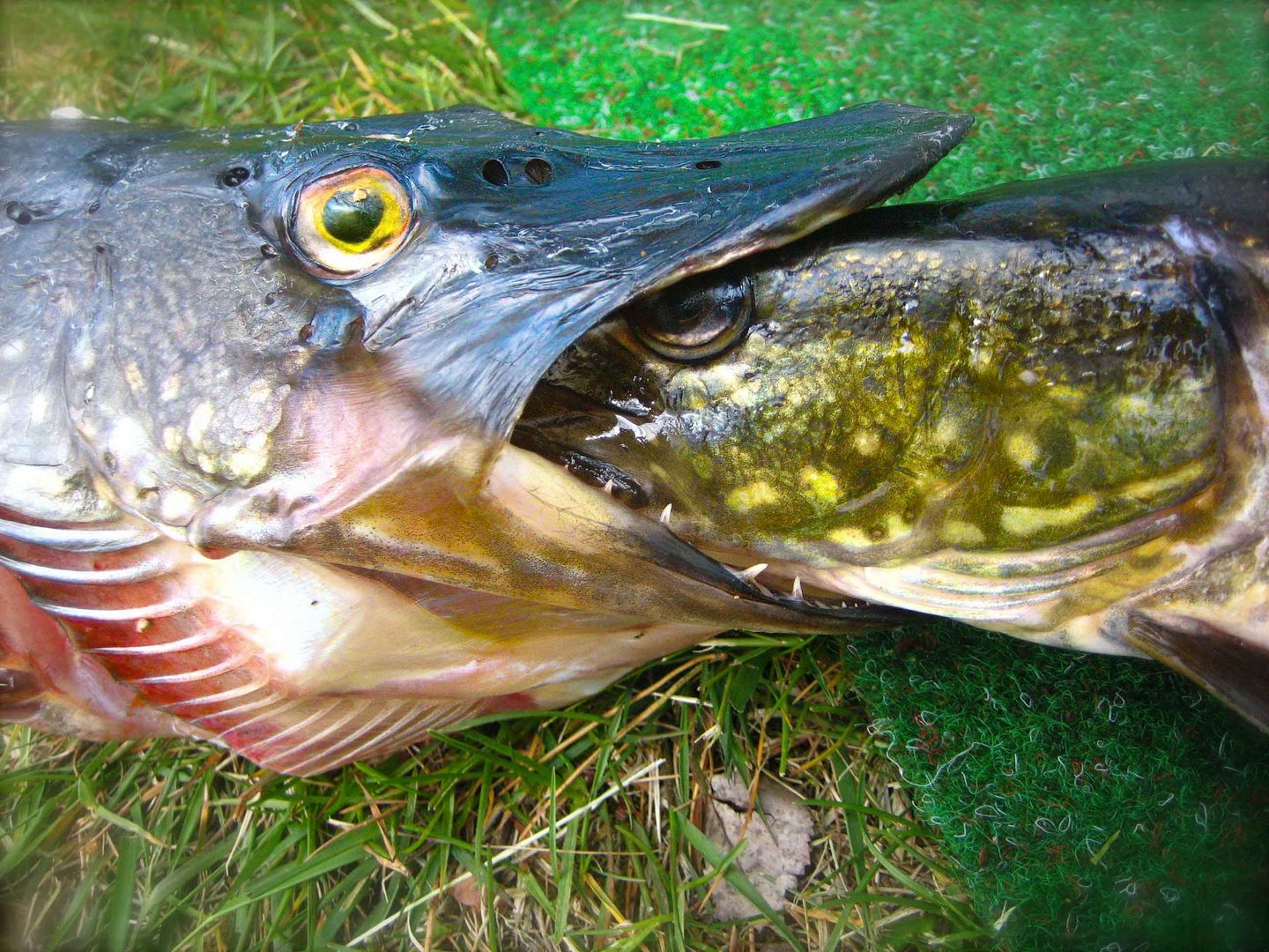 Toller Hecht? Foto & Bild | tiere, wildlife, fische Bilder auf ...