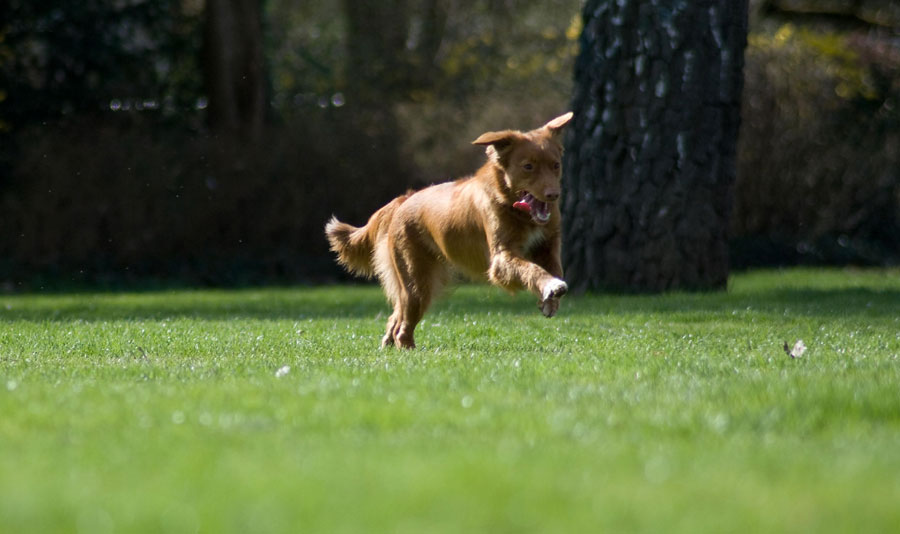 Toller Toller Foto & Bild | tiere, haustiere, hunde Bilder auf ...