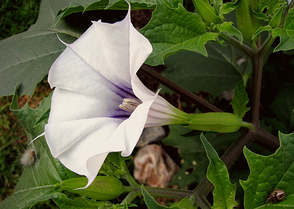 Toloache Imagen & Foto | plantas, flores, otras flores Fotos de ...