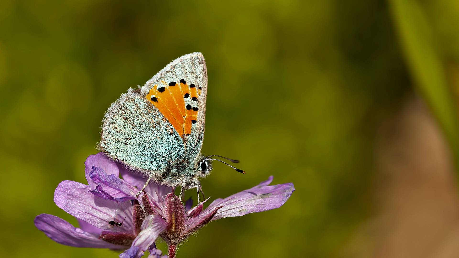 Tomares romanovi Foto & Bild | fotos, fotocommunity, dokumentation ...