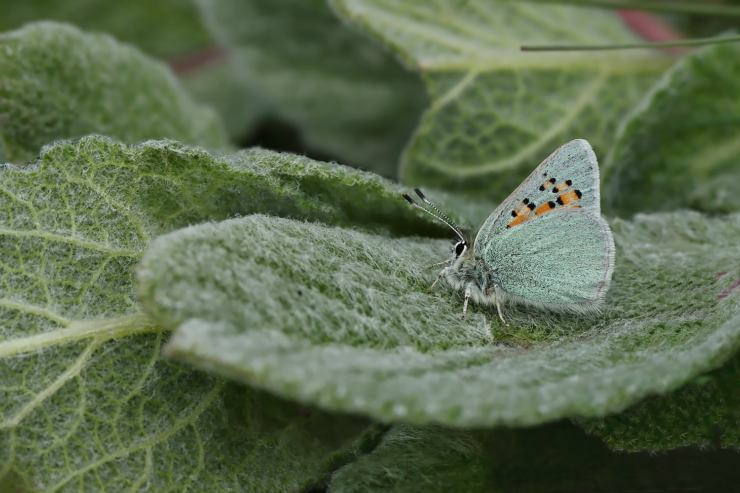Tomares romanovi Foto & Bild | natur, zoo Bilder auf fotocommunity
