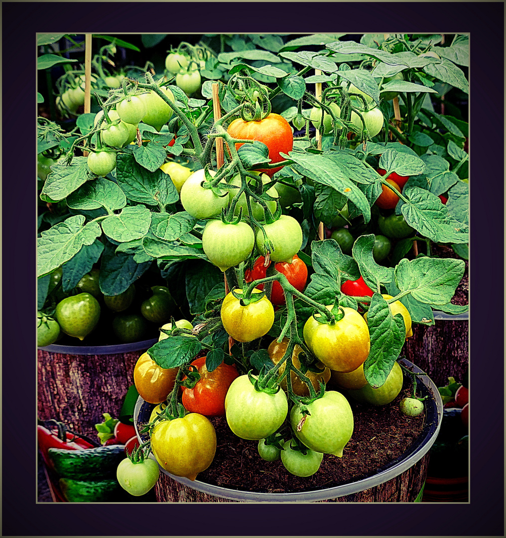 Tomaten Foto & Bild | obst , fotos, spezial Bilder auf fotocommunity