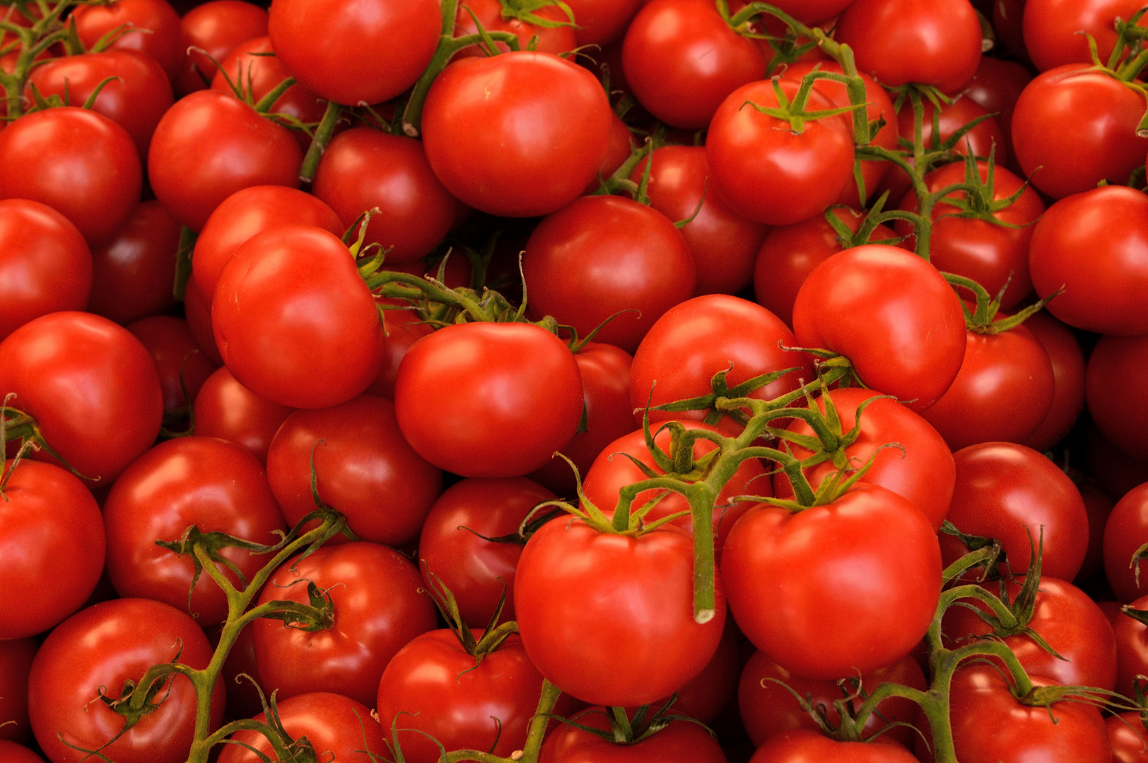 Tomaten Foto & Bild | pflanzen, pilze & flechten, früchte und beeren ...