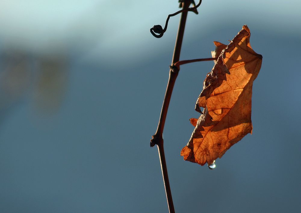 tombera....tombera pas photo et image | les saisons, printemps, nature ...