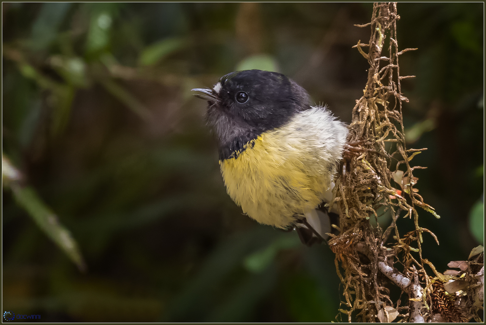 Tomtit Foto & Bild | nature, natur, vögel Bilder auf fotocommunity