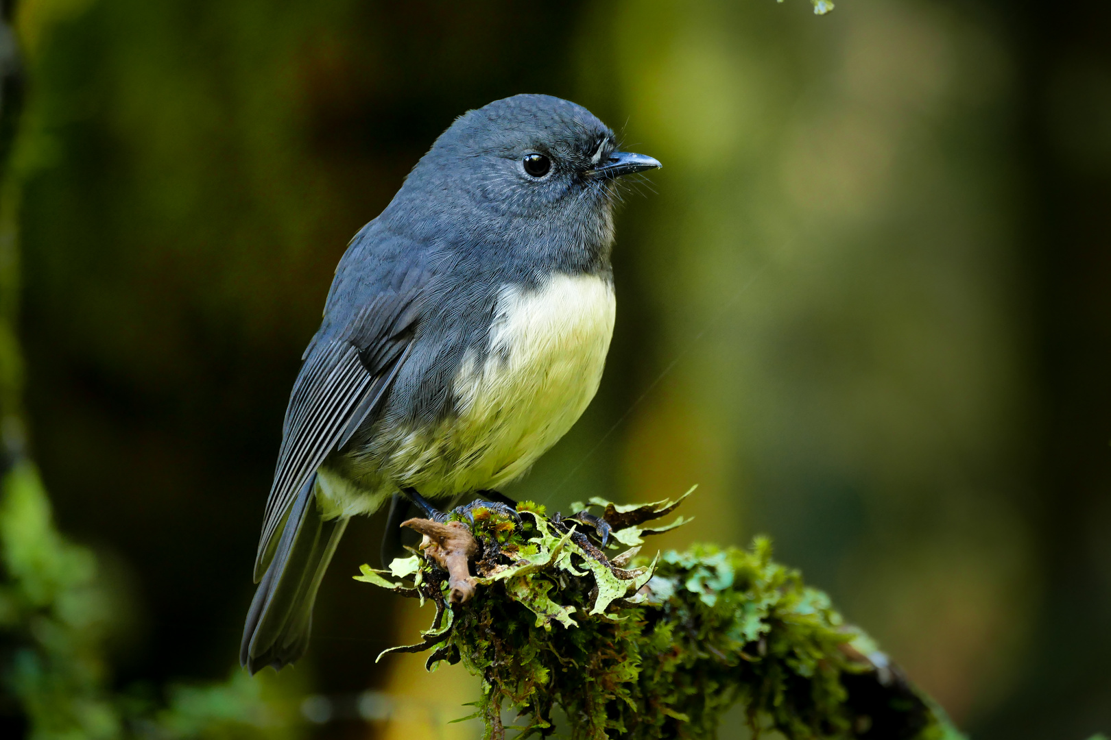 Tomtit Foto & Bild | natur, landschaft, vögel Bilder auf fotocommunity