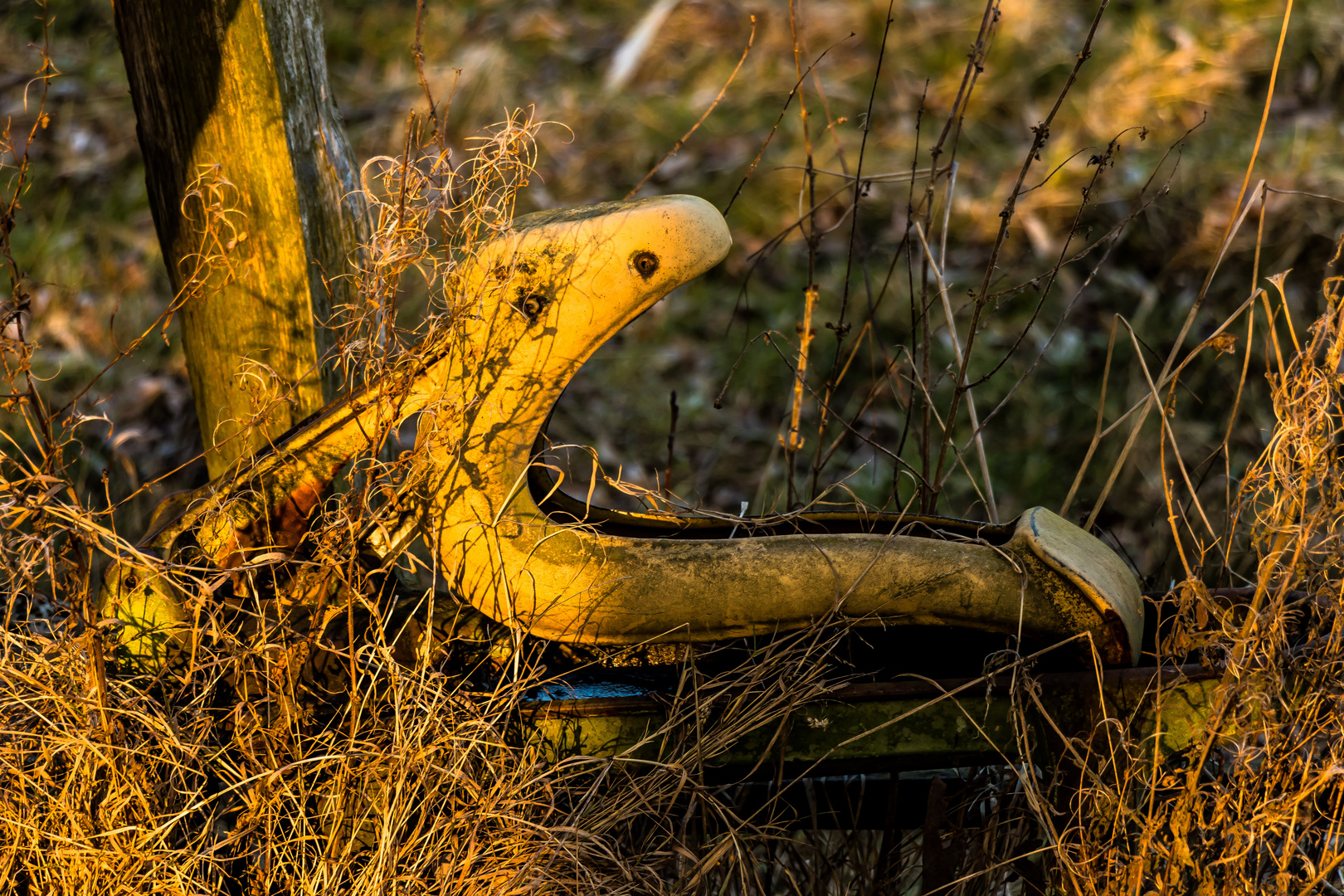 toothless snake Foto & Bild | alltagsdesign, natur, tiere Bilder auf ...