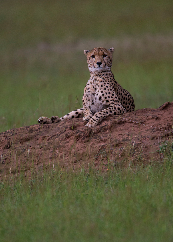 Top Model Foto & Bild | tiere, wildlife, säugetiere Bilder auf ...