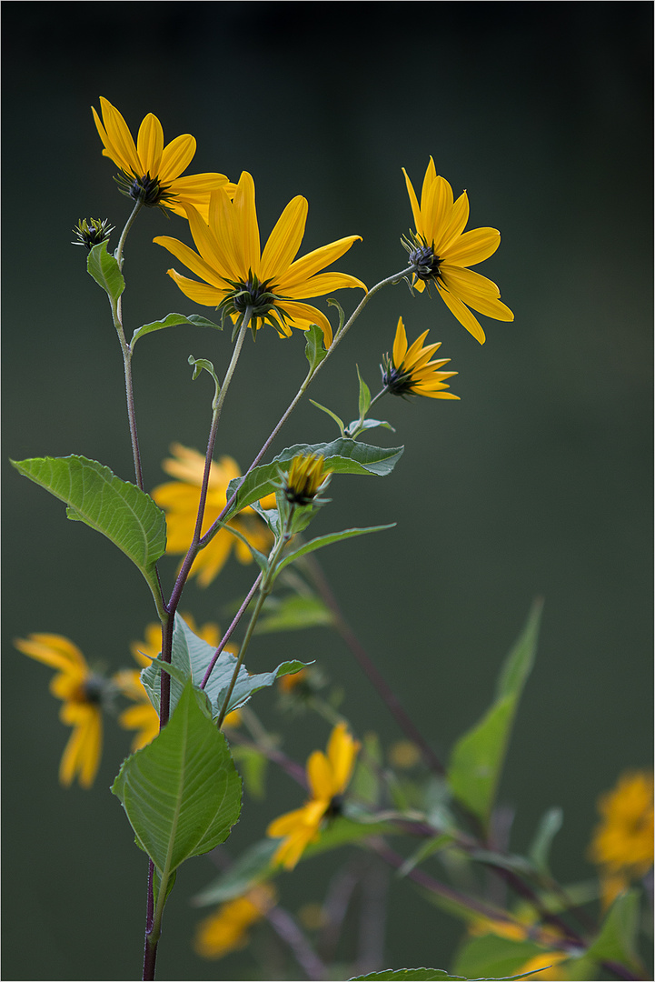 Topinambur Foto & Bild | natur, herbst, verwildert Bilder auf fotocommunity