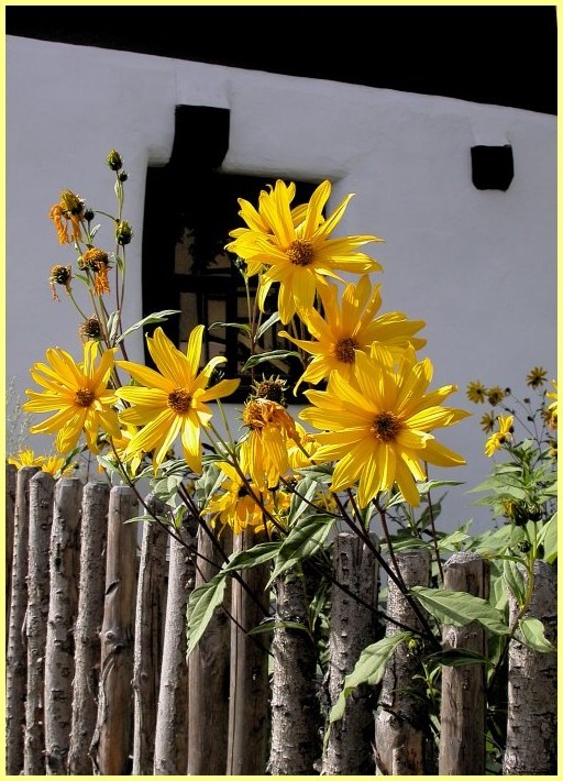 Topinambur Foto & Bild | pflanzen, pilze & flechten, getreide und ...