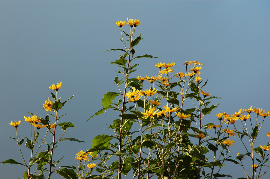 Topinambur Foto & Bild | pflanzen, pilze & flechten, blüten ...