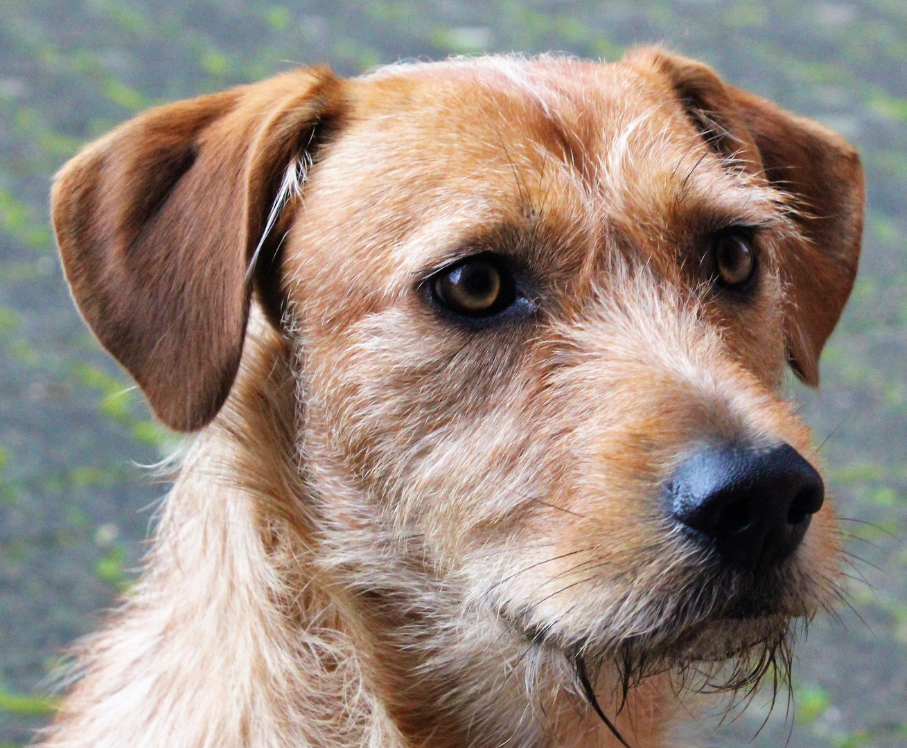 Topmodel Foto & Bild | tiere, haustiere, hunde Bilder auf fotocommunity