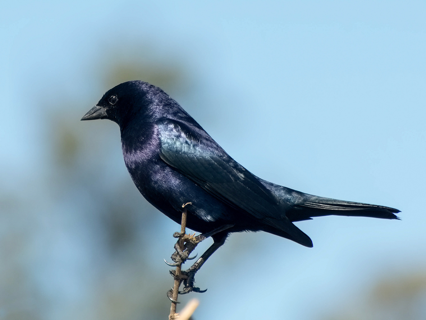 Tordo adulto (Macho) Imagen & Foto | animales, aves, naturaleza Fotos ...
