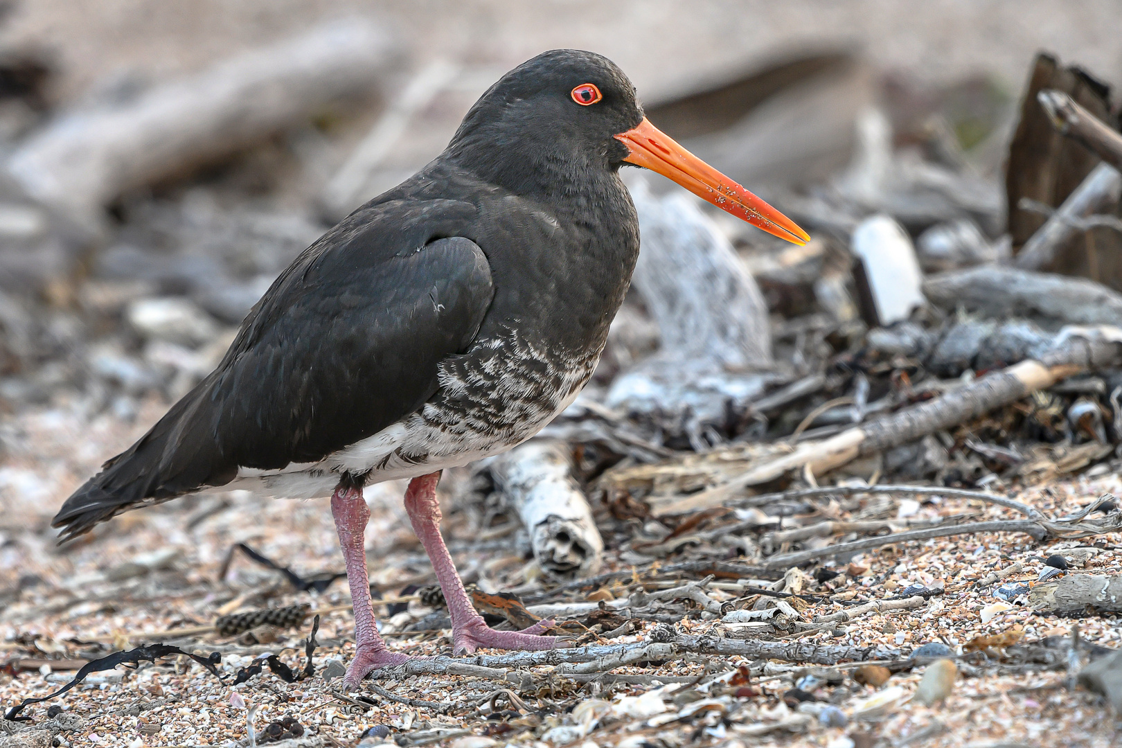 Torea Foto & Bild | australia & oceania, new zealand, tiere Bilder auf ...