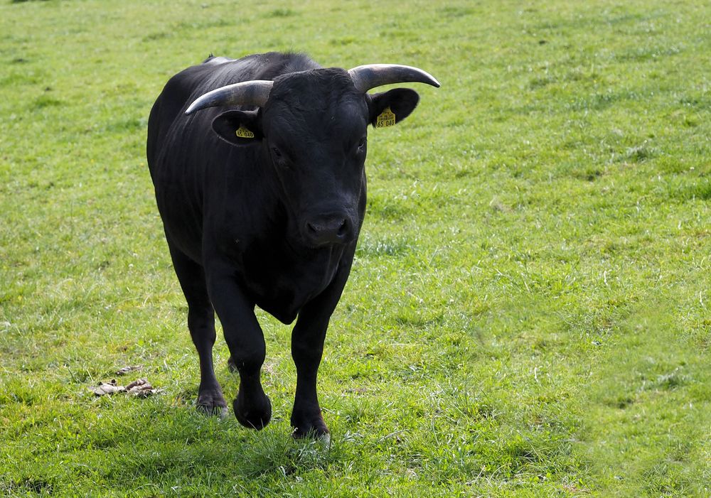 Torro kommt..... Foto & Bild | tiere, haustiere, nutztiere Bilder auf ...