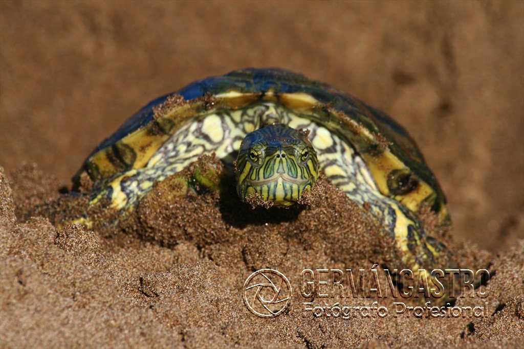 Tortuga Imagen & Foto | fotos, beach, nature Fotos de fotocommunity