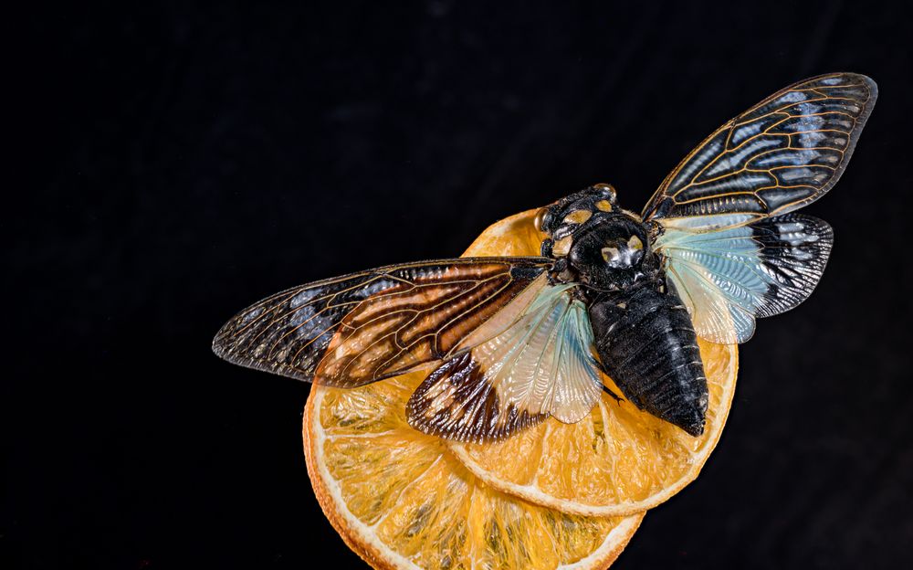 Tosena splendida Foto & Bild | nah- & makro, techniken, aufnahme-techniken Bilder auf fotocommunity