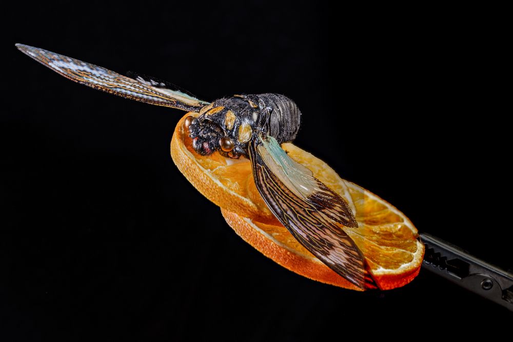 Tosena splendida II Foto & Bild | nah- & makro, techniken, aufnahme-techniken Bilder auf ...