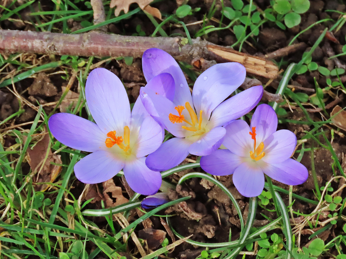 Toskanischer Krokus Foto & Bild | lila, frühling, natur Bilder auf ...