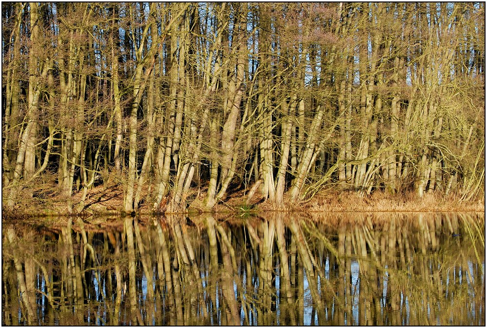total reflection Foto & Bild | landschaft, wald, spigelung Bilder auf ...