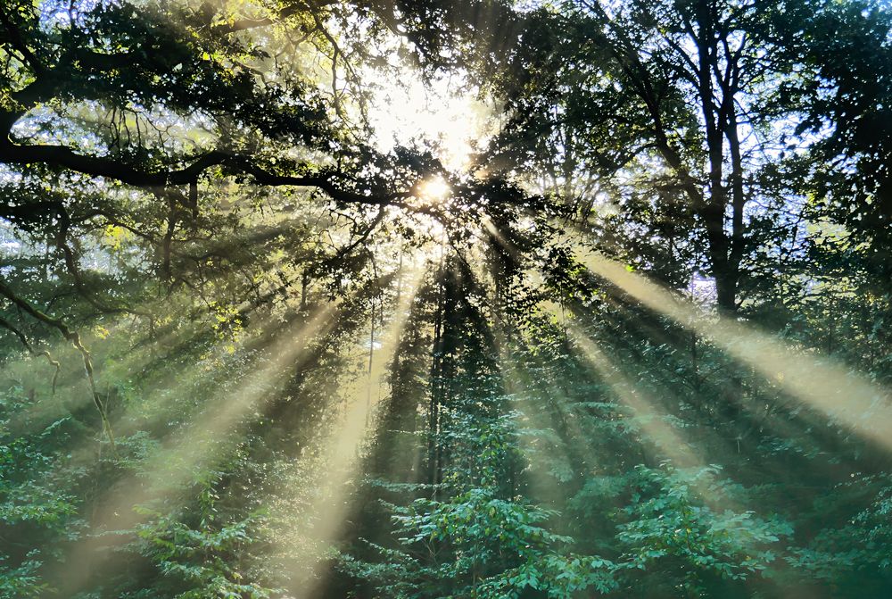 Total verstrahlt ... Foto & Bild | landschaft, jahreszeiten, herbst ...