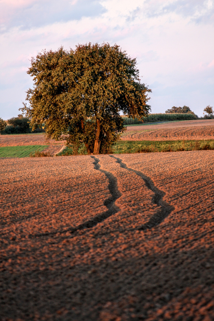 Totalschaden Foto & Bild | baum, feld, landschaft Bilder auf fotocommunity