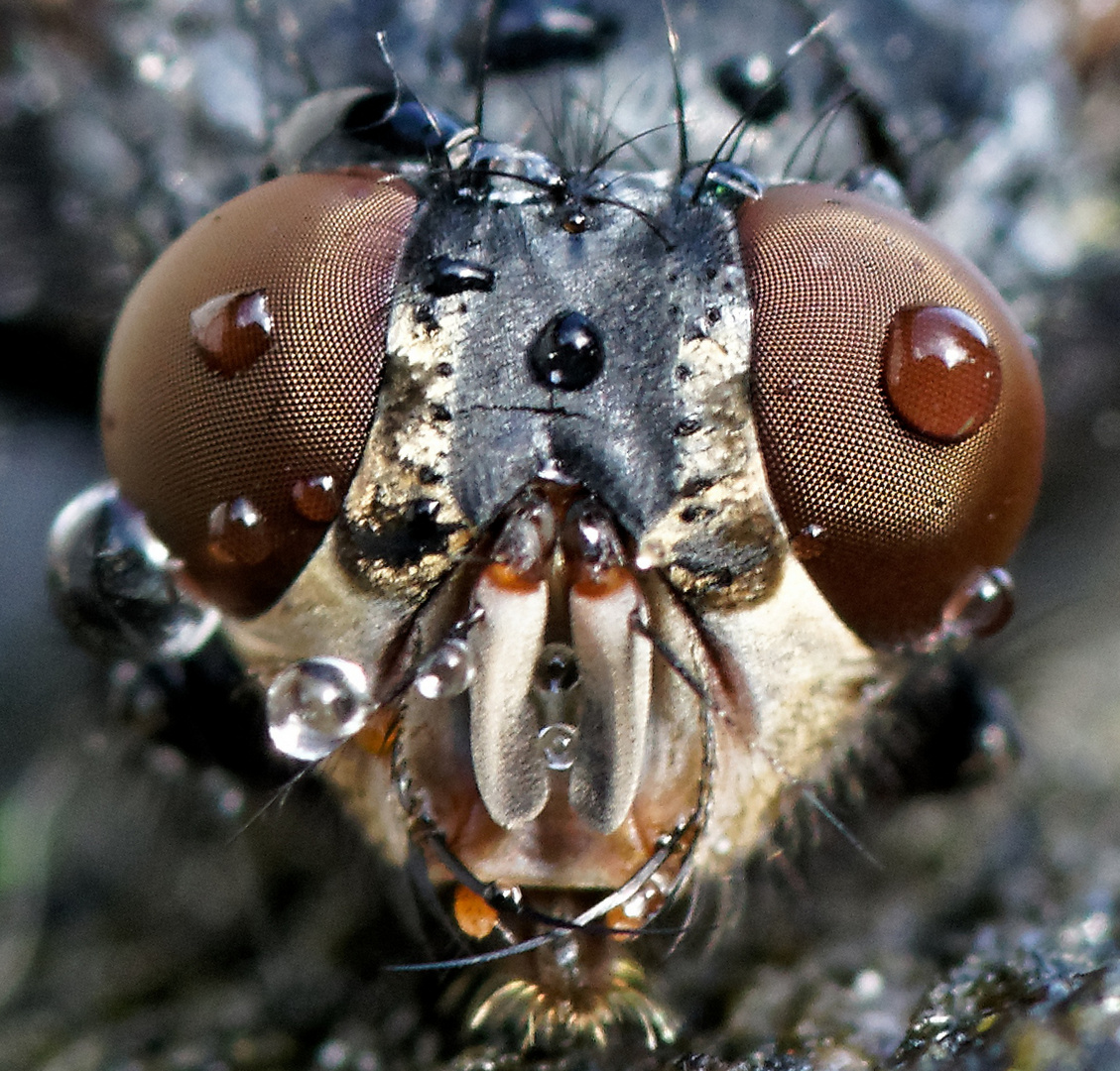 Tote Fliege im Morgentau Foto & Bild | tiere, wildlife, insekten Bilder ...
