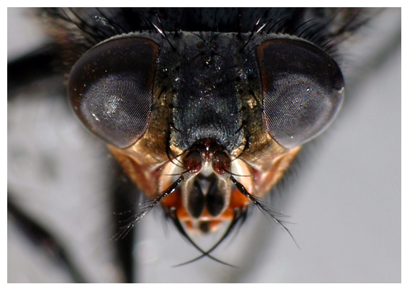 Tote Fliegen halten still Foto & Bild | sonstiges, totes, natur Bilder ...