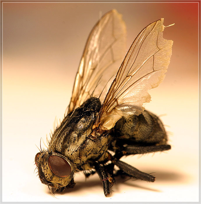 tote Stubenfliege Foto & Bild | tiere, wildlife, insekten Bilder auf ...