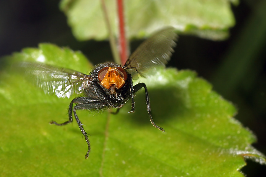 Totenfliege Foto & Bild | tiere, wildlife, insekten Bilder auf ...