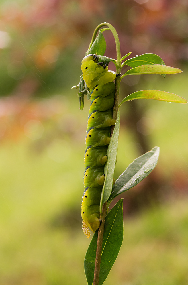 Totenkopfschwärmer (Acherontia atropos) im Raupenstadium Foto & Bild ...