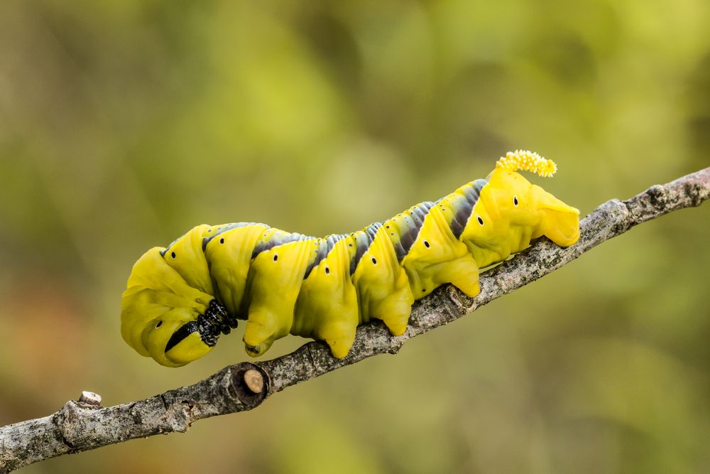 Totenkopfschwärmer Raupe Foto & Bild | tiere, wildlife, insekten Bilder ...