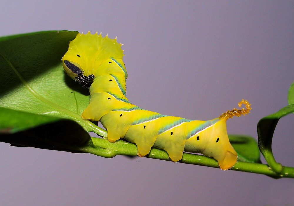 Totenkopfschwärmer Raupe Foto & Bild | tiere, haustiere, terraristik ...