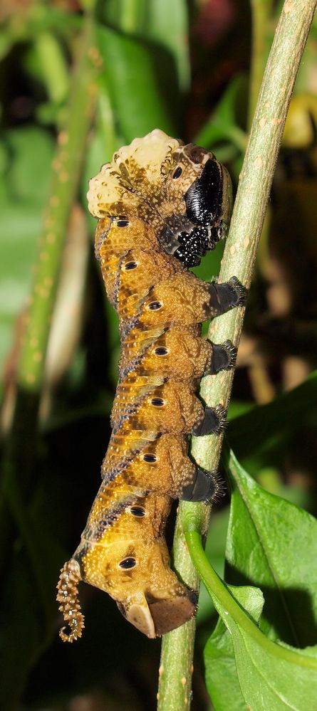Totenkopfschwärmer Raupe Foto & Bild | tiere, haustiere, terraristik ...