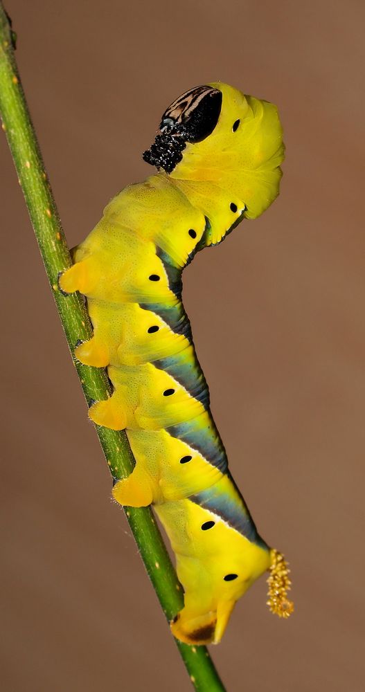 Totenkopfschwärmer Raupe ..... Foto & Bild | tiere, haustiere ...
