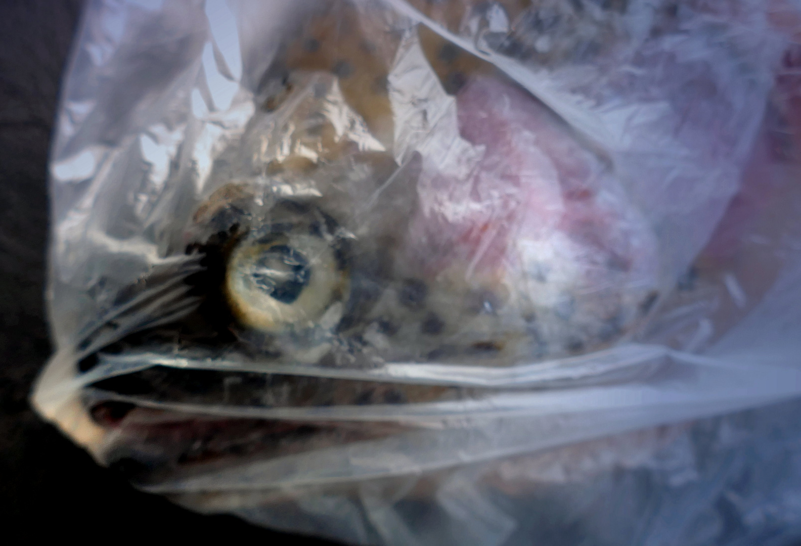 Toter Fisch Foto & Bild | spezial, auge, natur Bilder auf fotocommunity