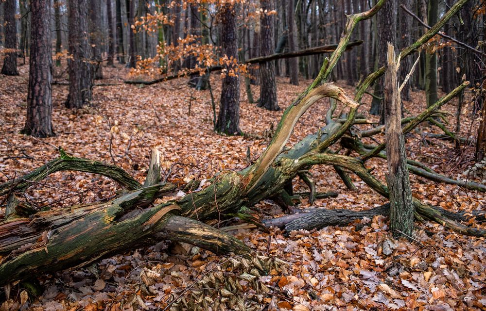 Totholz Foto & Bild | pflanzen, pilze & flechten, landschaft, wald Bilder auf fotocommunity