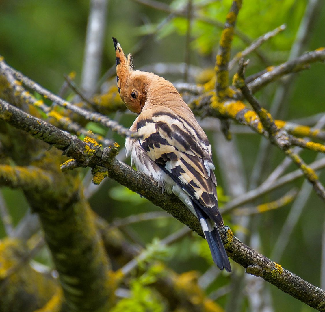 Toujours la petite huppe fasciée photo et image | animaux, animaux ...
