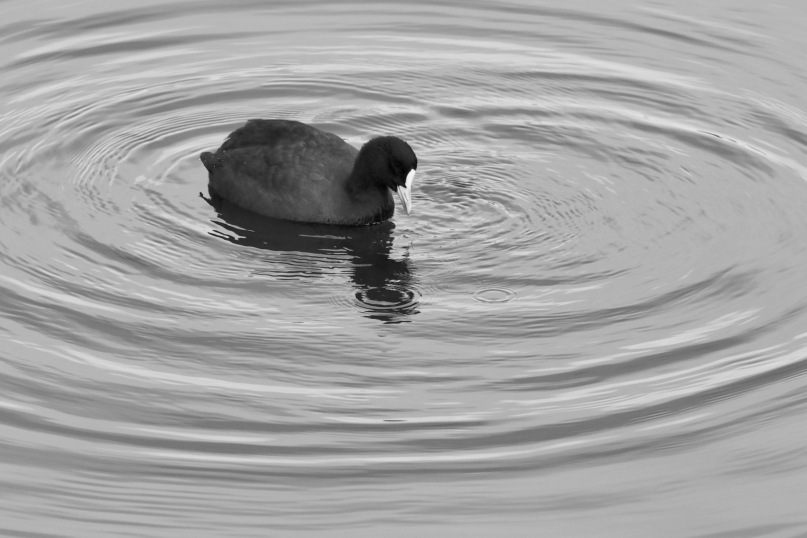 tourner en rond ! photo et image | animations photographiques, special ...