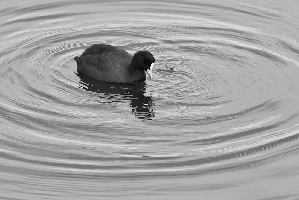 tourner en rond ! photo et image | animations photographiques, special ...