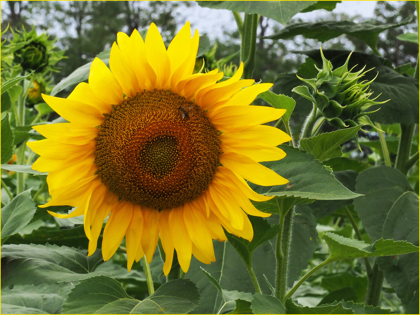 Tournesol photo et image | sommer, gelb, natur Images fotocommunity