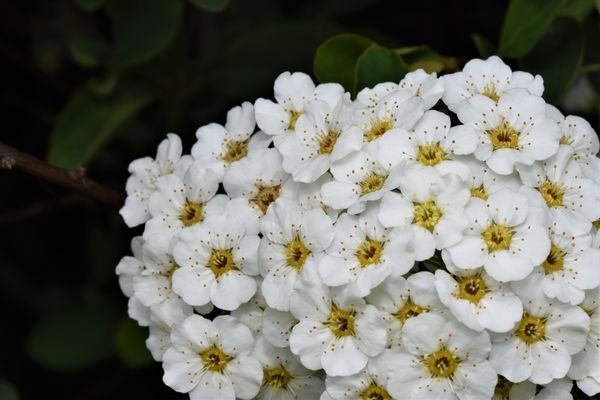 Macro Fleurs Images & Photos