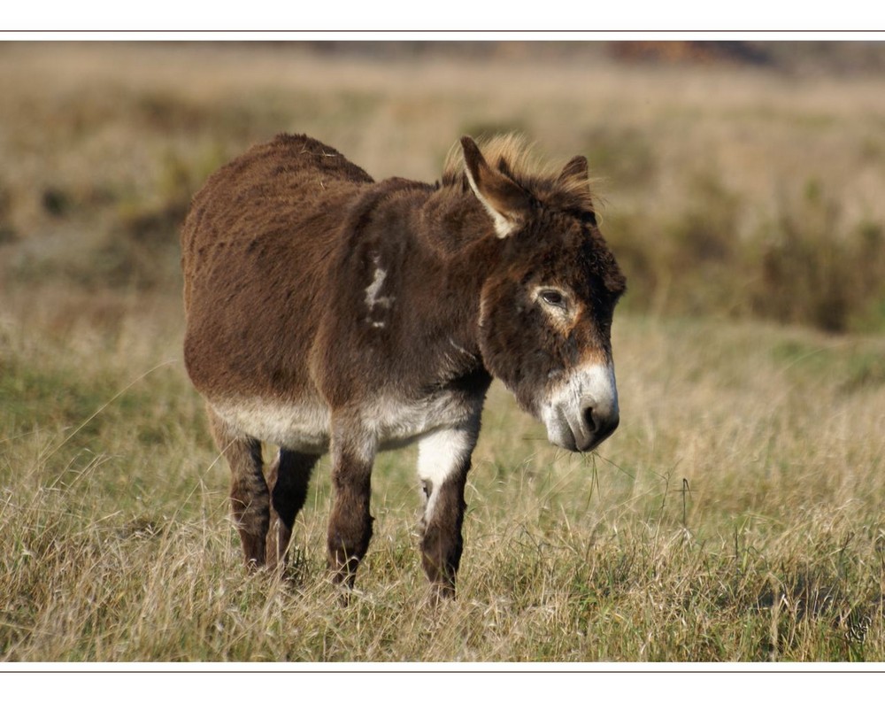 tout doux .... photo et image | animaux, animaux domestiques, autres ...