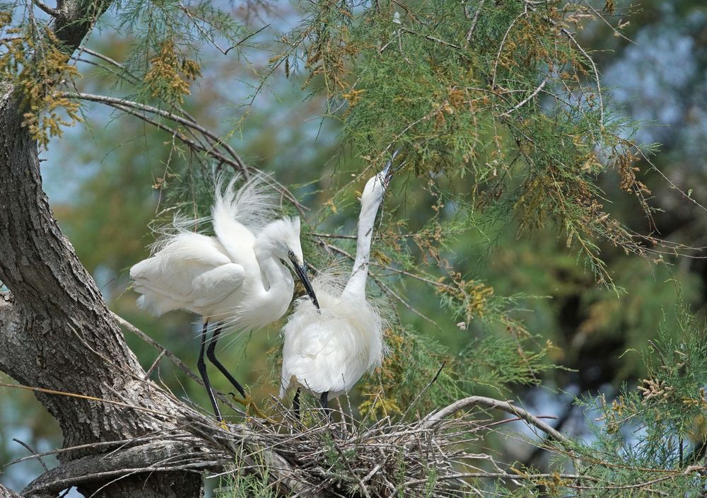 Tout en légéreté.... photo et image | nature, animaux, oiseaux Images ...